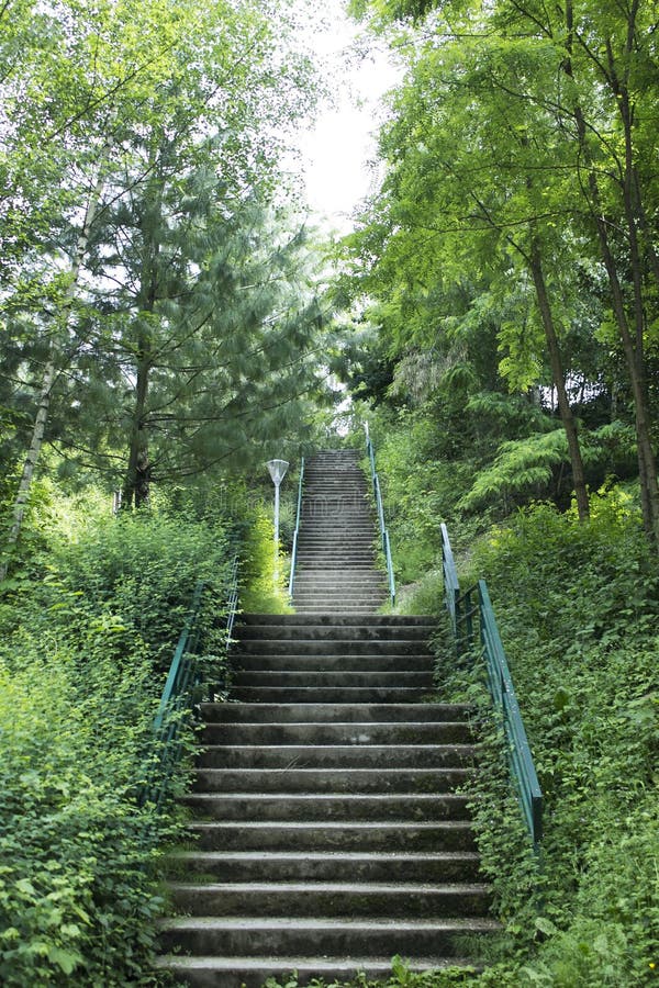 Forest Steps stock photo. Image of woods, fall, path, forest - 33480