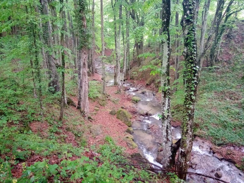 Deep forest stream stock image. Image of tree, jungle - 260879135