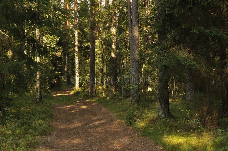 Deep forest stock photo. Image of path, pathway, environment - 206903292