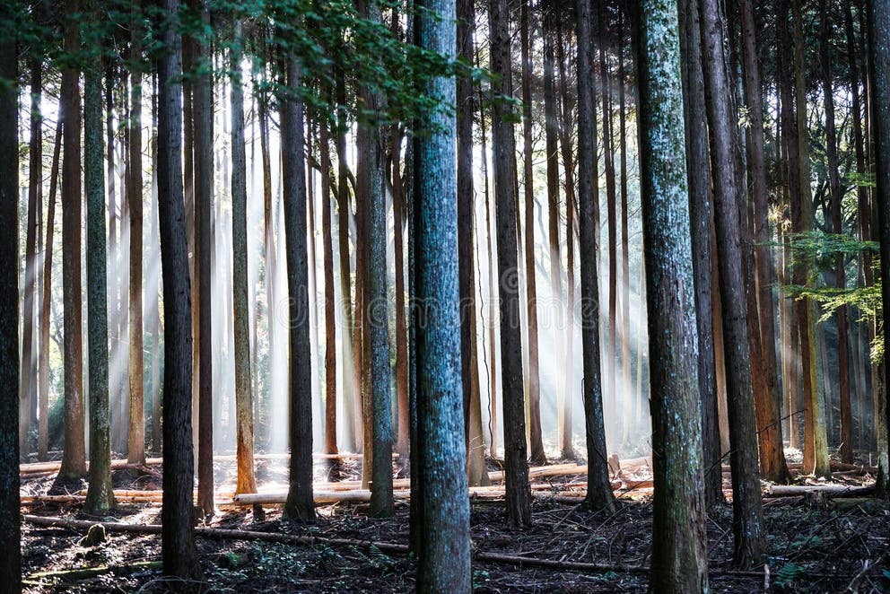Deep Forest with Sun Lights in the Dawn Stock Image - Image of daylight, season: 141781873