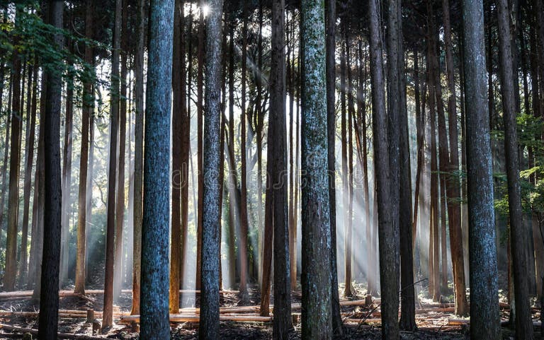 Deep Forest with Sun Lights in the Dawn Stock Image - Image of nature, adventure: 141781967