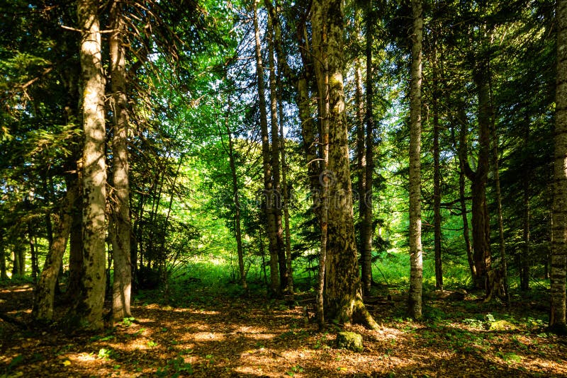 Deep in the Forest Tall Trees and Sunlight Shines through the Leaves ...