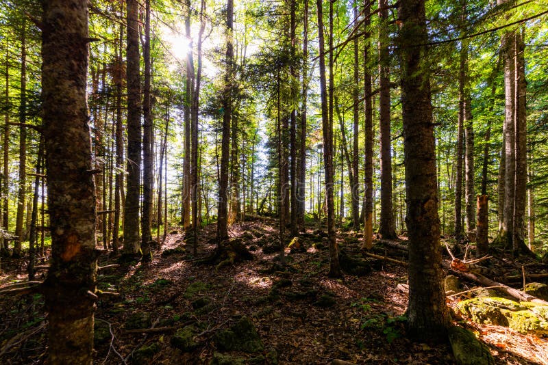 Deep in the Forest Tall Trees and Sunlight Shines through the Leaves ...