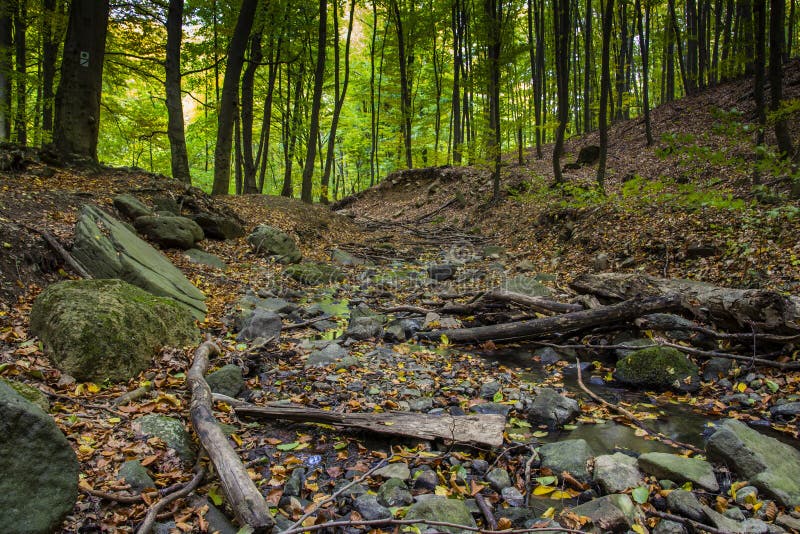 Deep in the forest stock image. Image of europe, valley - 233216339
