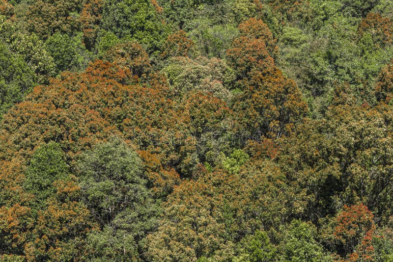 Deep Forest Top View, Sri Lanka. Stock Image - Image of summer, life ...