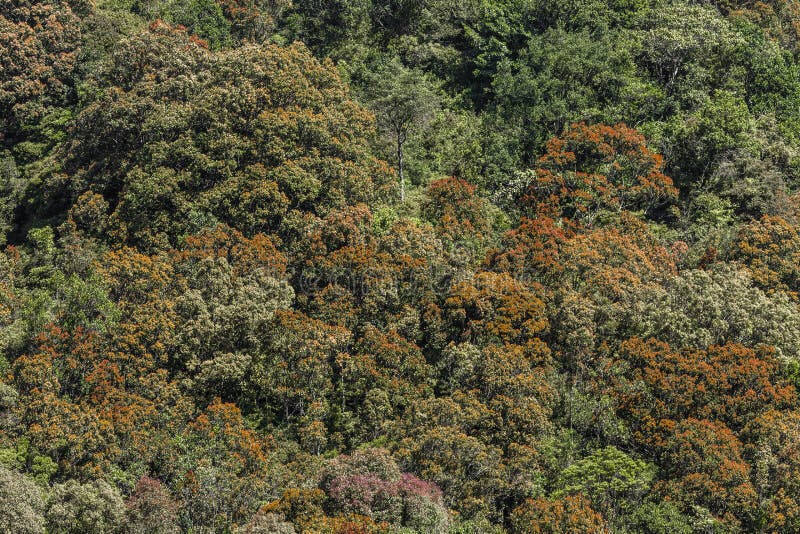 Deep Forest Top View, Sri Lanka. Stock Photo - Image of nature, energy ...