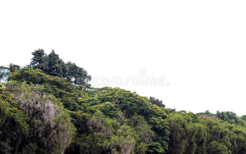 Deep Forest Top View Under the Foggy Sky with Copy Space Stock Image ...