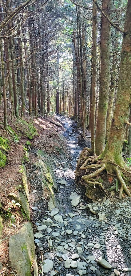 Deep forest trail stock photo. Image of forest, deep - 249145636