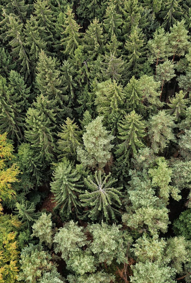 Deep Forest Trees from Above - Portrait Stock Image - Image of blue ...