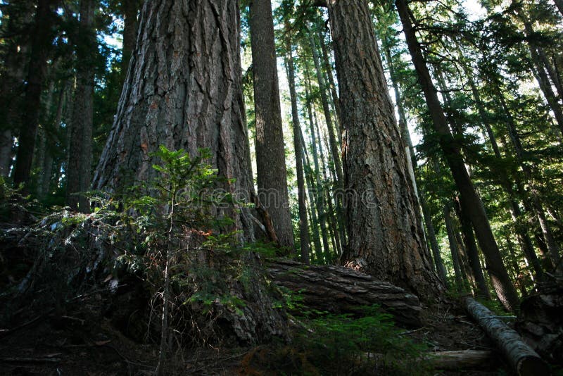 Deep forest stock image. Image of packing, trunks, forest - 79341843