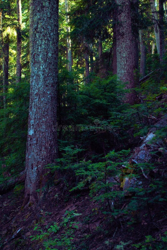 Deep forest stock image. Image of boles, deep, path, hiking - 79341955