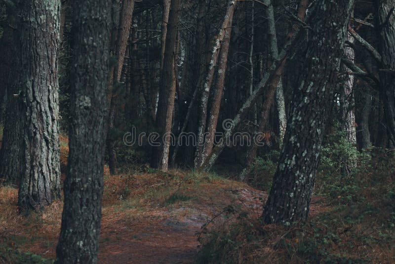 Deep Forest Trees in Dark Backwoods Stock Photo - Image of moss ...