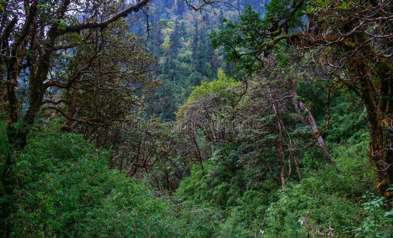 Mountain and Forest Scenery in Nepal Stock Photo - Image of area, path ...