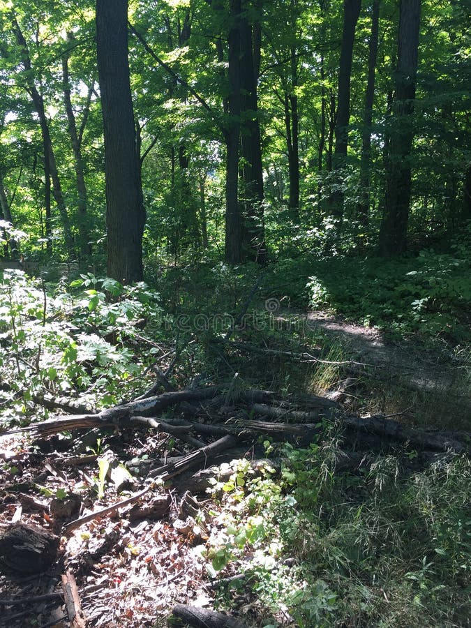 Deep forest view stock photo. Image of path, nature, ecosystem - 76758176
