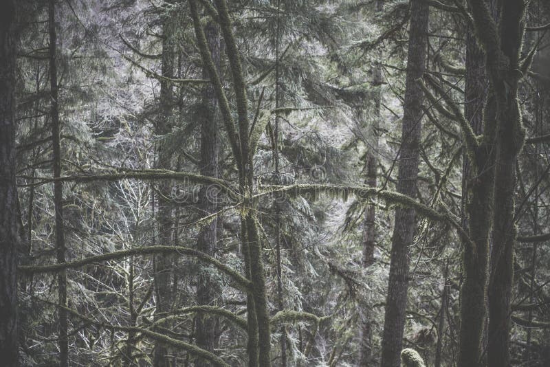 Deep forest stock image. Image of wilderness, wild, woods - 93556347