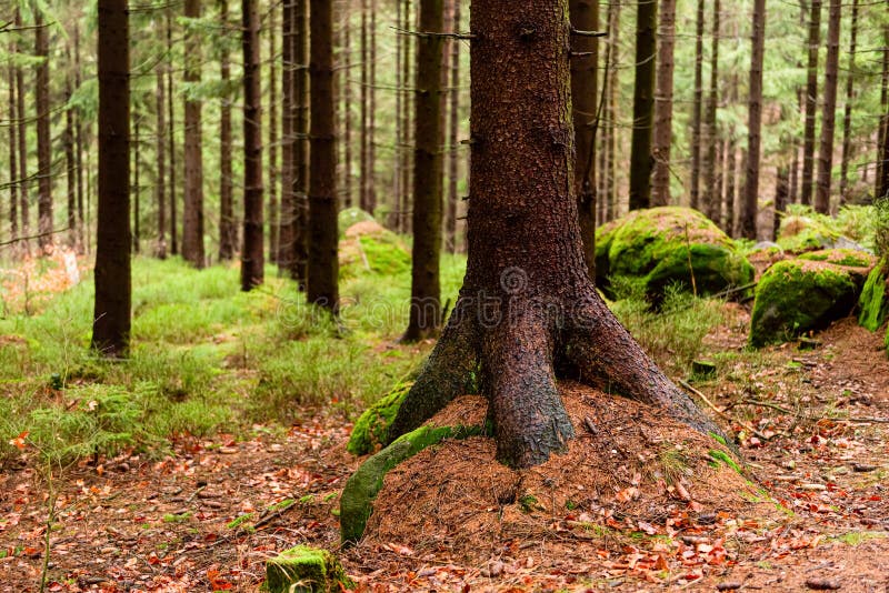 Deep Forest and View on Pine and Conifer Trees Roots Stock Photo ...