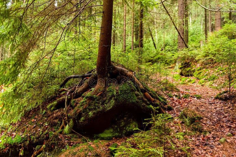Deep Forest and View on Pine and Conifer Trees Roots Stock Photo ...