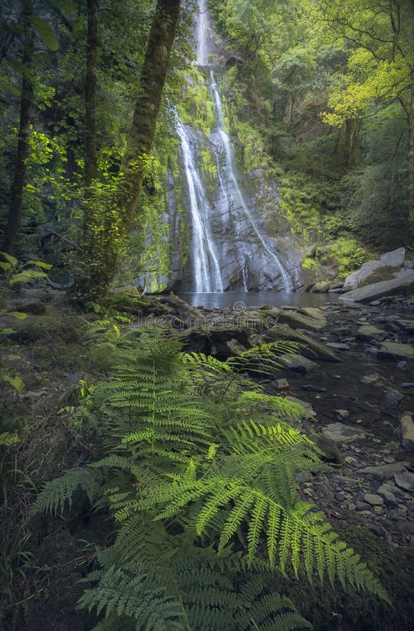 Deep Forest and Waterfall in Galicia Stock Image - Image of tree ...