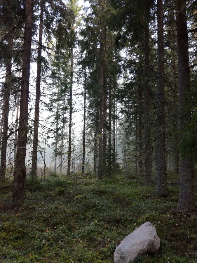 Deep Forest Forest Rock Fir Pine Trees Tree Stock Photo - Image of pine ...