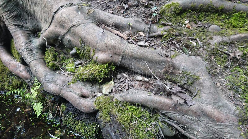 Deep Forest Young Ground Level Tree Roots Stock Image - Image of ground ...