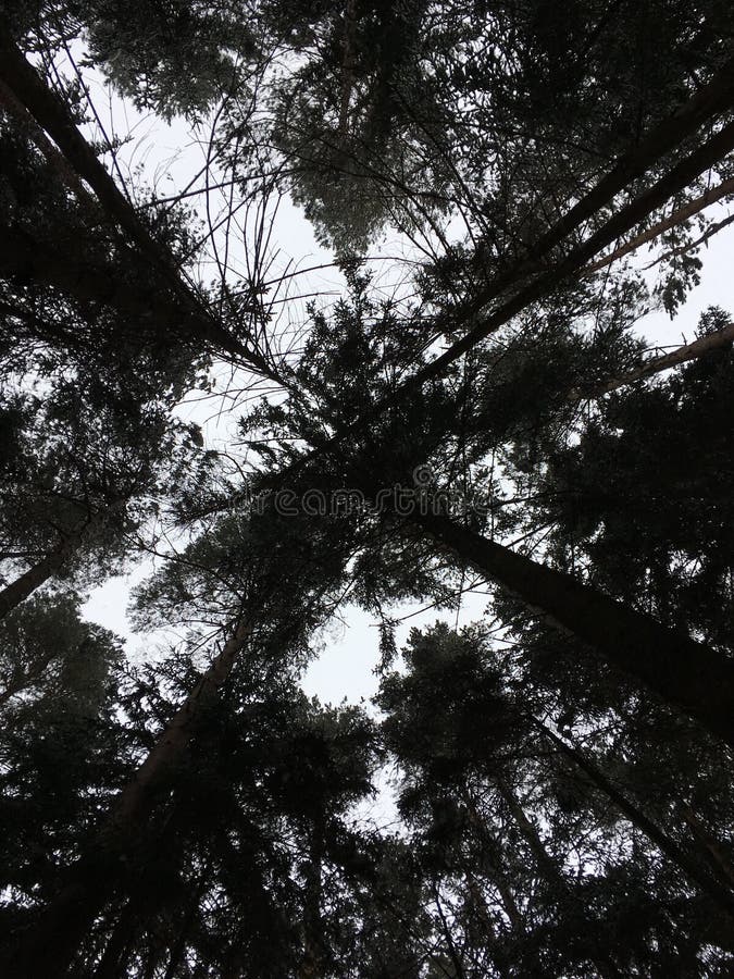 Deep in the forrest stock image. Image of look, forrest - 137099957