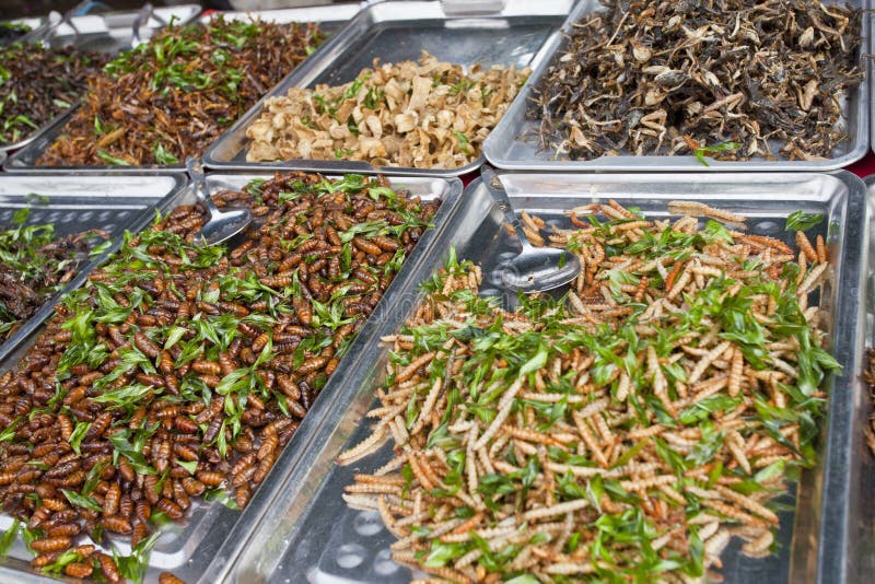 Deep fried insects stock photo. Image of larvae, deep - 17467964