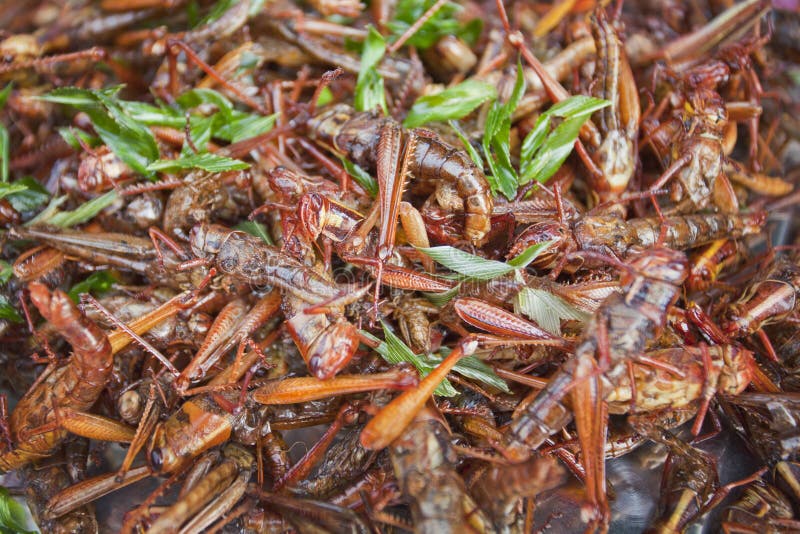 Deep fried insects stock image. Image of locust, delicious - 17467975