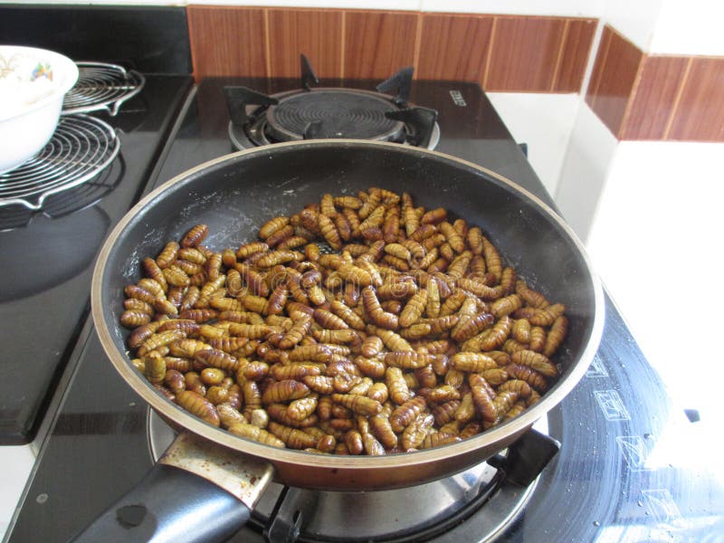 Fried Maggots Stock Photos - Free & Royalty-Free Stock Photos from ...