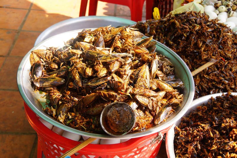 Deep fried insects stock photo. Image of roasted, snack - 203644932