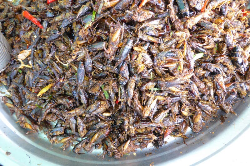 Deep fried insects stock image. Image of chicken, skoun - 65877437
