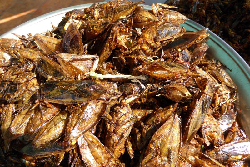 Deep Fried Tarantula Spiders Stock Image - Image of fried, snack: 51342895