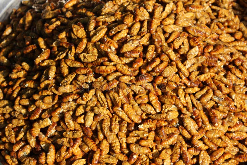 Deep fried maggots stock image. Image of food, east, tucker - 62846871
