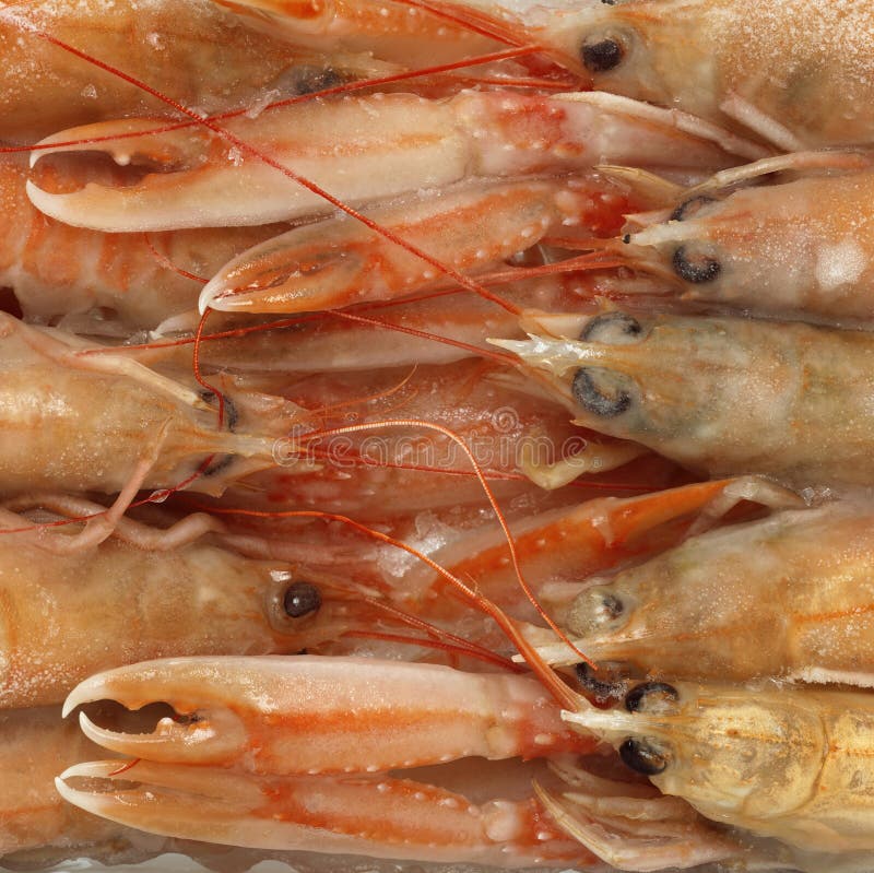 Deep Frozen Prawns, Close-up Stock Photo - Image of preparation ...