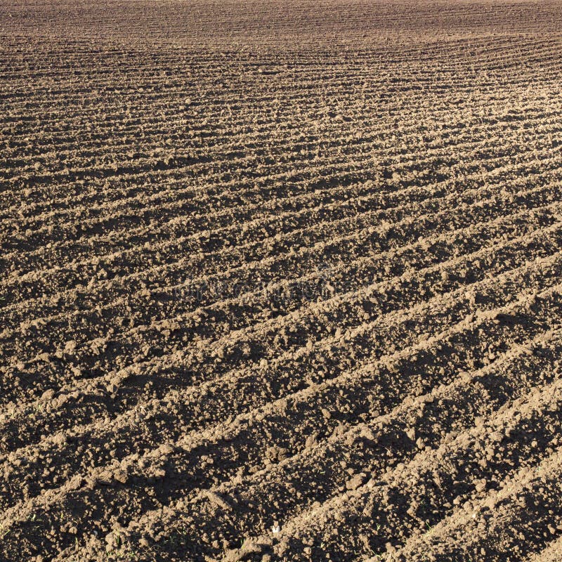 The Furrows of the Plowed Field at the Edge of the Forest. Free Soil ...