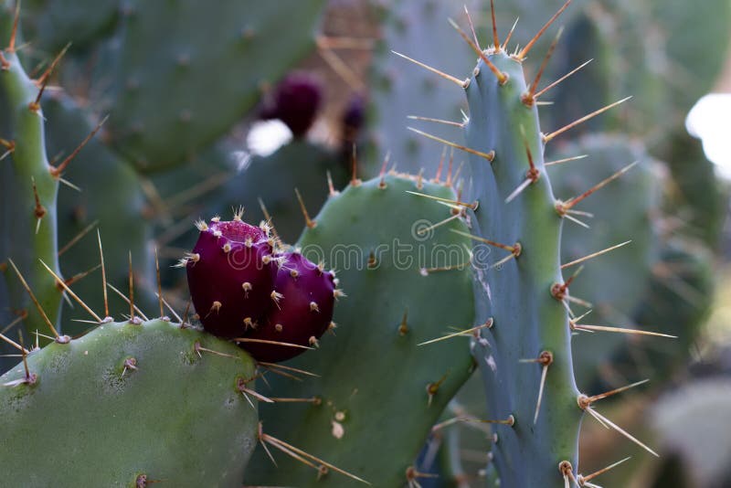 Deep Garnet Colour Like Fruits Stock Photo - Image of colored, deep ...