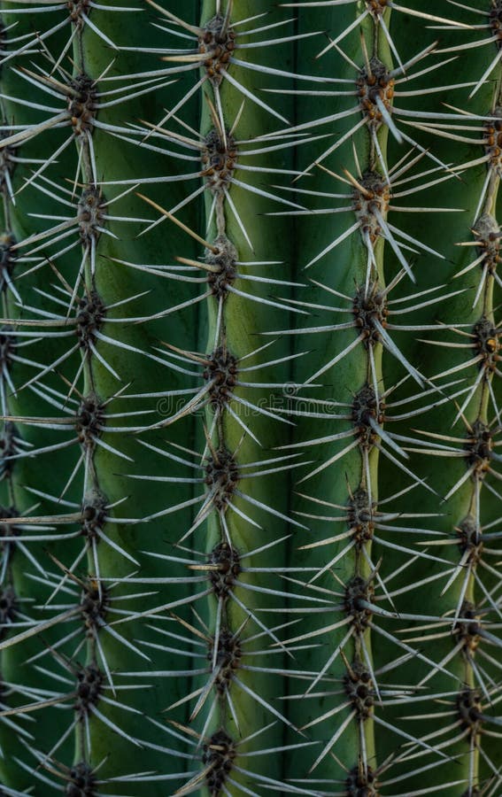 Deep Green Cactus Covered in Sharp Spines Stock Image - Image of desert ...