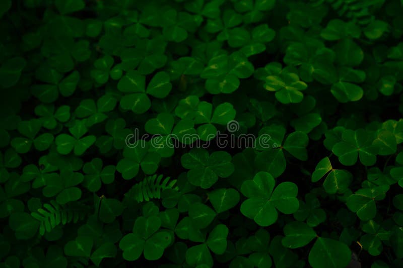 Deep Green Clover Disappear into the Shadows Stock Photo - Image of ...
