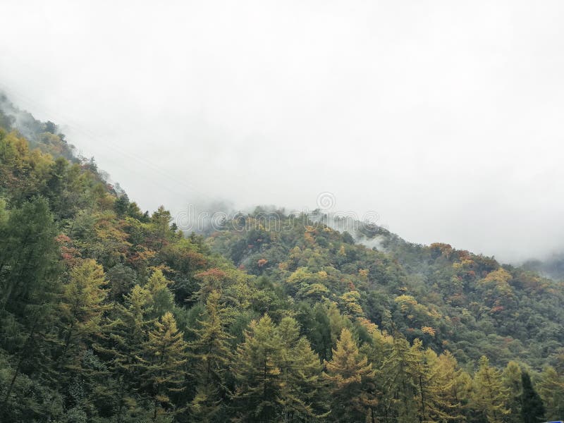 Deep Green Forest with Dense Shade Stock Image - Image of caucasus ...