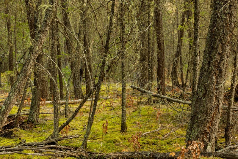 Deep Green Forest stock image. Image of trees, green - 45963777