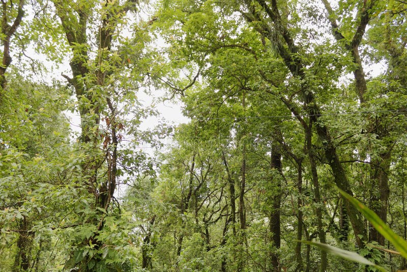 Deep Green Forest in Sikkim India Stock Photo - Image of beautiful ...