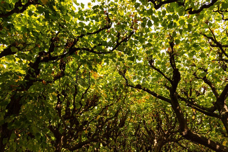 Deep Green Forest Under Bright Sunlight Stock Image - Image of field ...