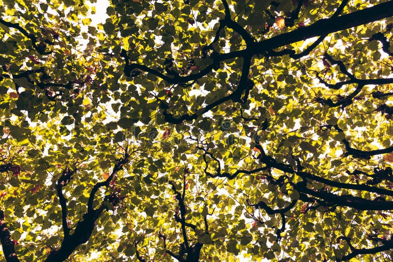 Deep Green Forest Under Bright Sunlight Stock Image - Image of ecology ...