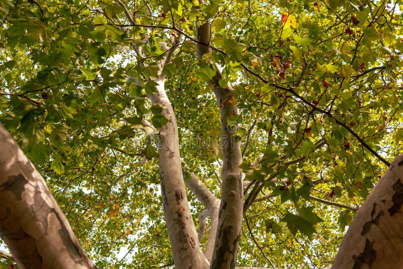 Deep Green Forest Under Bright Sunlight Stock Image - Image of evening ...