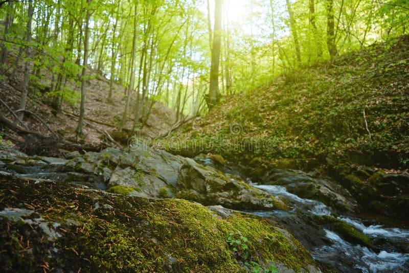 Deep Green Forest with Water Stream Stock Photo - Image of peaceful ...