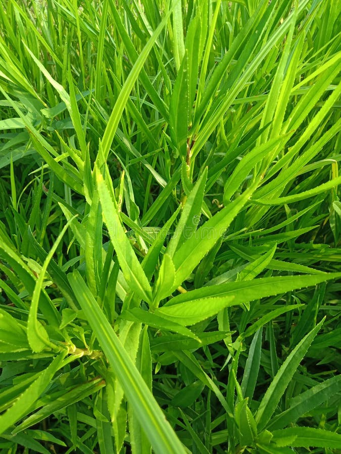 Deep Green Grass stock photo. Image of field, grass - 125949954