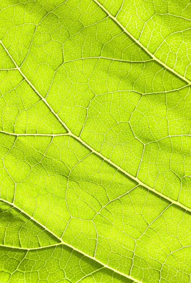 Deep green leaf. stock photo. Image of nature, deep, macro - 25178290