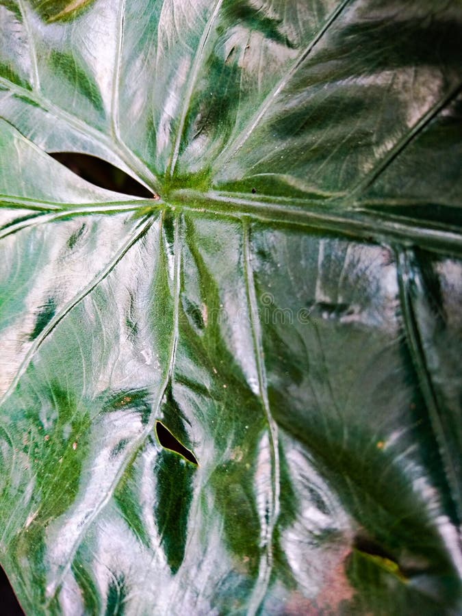 Deep green leaf picture stock photo. Image of deep, daylight - 203933942