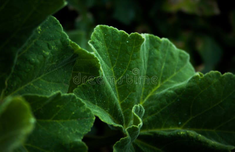 Deep Green Leaves Background Stock Photo - Image of trees, shaded: 89661718