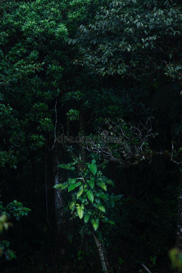 Deep Green Leaves from the Panamanian Rain Forest Stock Photo - Image ...