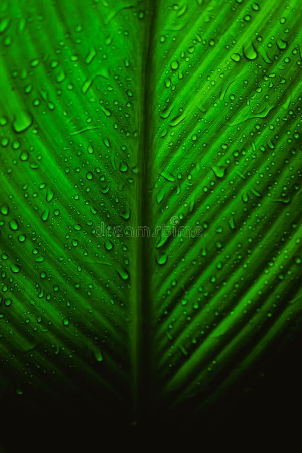 Deep Green Leaves with Raindrops. Natural Green Background. Stock Photo ...